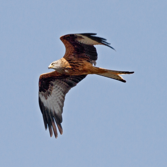 Red Kite | BTO